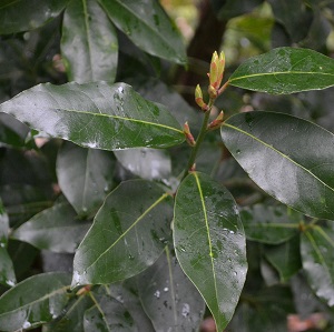 Laurel Leaf - Organic EO | Eden Botanicals