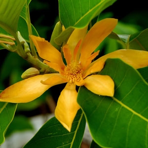 Champaca Absolute, Red | Eden Botanicals