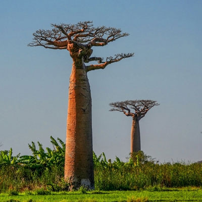 Organic Baobab Carrier Oil