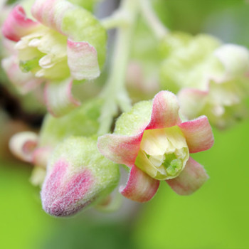Black Currant Bud Absolute for Natural Perfumery