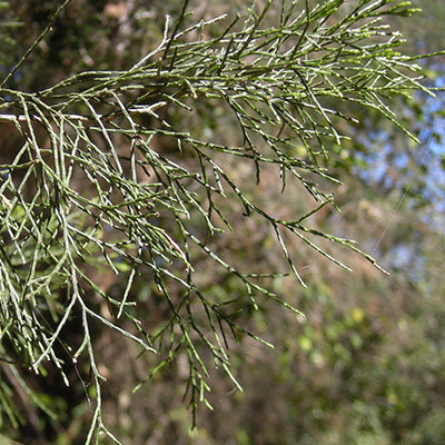 Blue Cypress Essential Oil