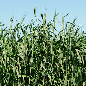 Hay Absolute for Natural Perfumery