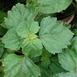 Organic Patchouli Essential Oil