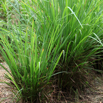 Organic Lemongrass Essential Oil