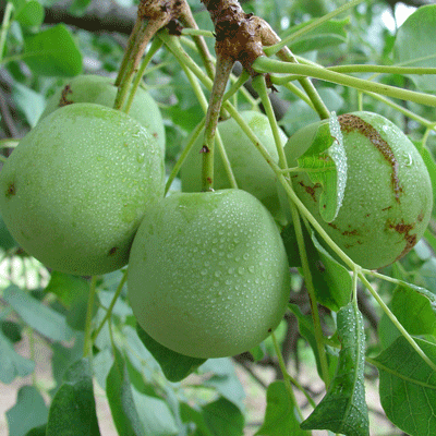 Organic Marula Carrier Oil