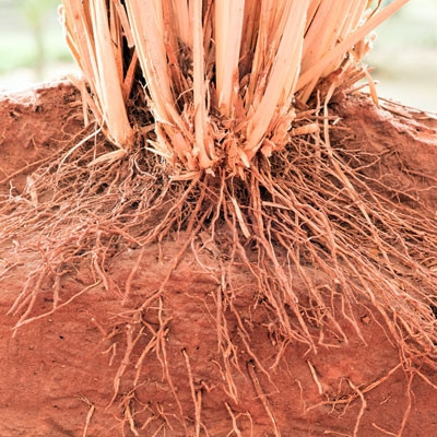 Vetiver Essential Oil from Indonesia