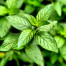 Organic Peppermint Essential Oil from India