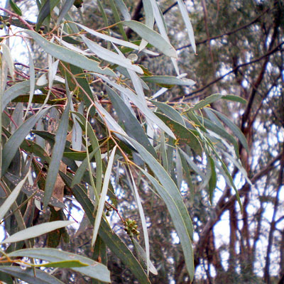 Eucalyptus, Blue Mallee EO | Eden Botanicals