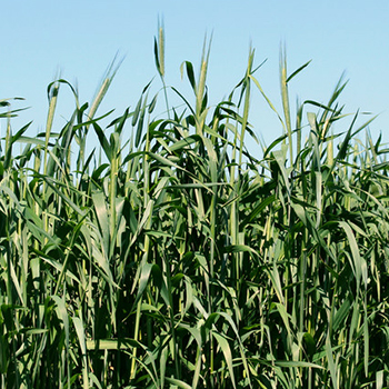 Hay Absolute | Eden Botanicals