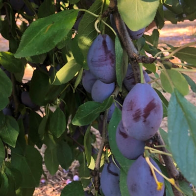 Plum Kernel Oil - Organic | Eden Botanicals