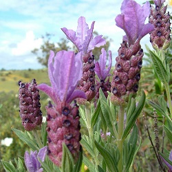 Lavender, Seville - Organic EO | Eden Botanicals