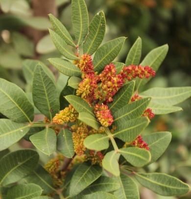 Mastic Leaf / Branch - Organic EO | Eden Botanicals