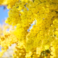 Mimosa Absolute | Eden Botanicals