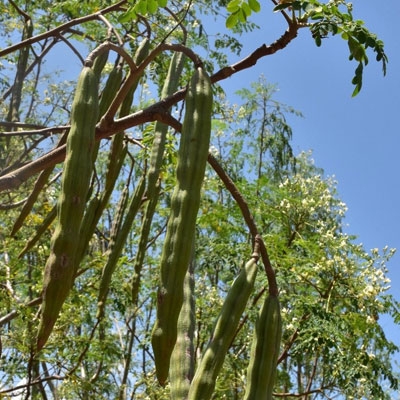 Moringa Oil - Organic | Eden Botanicals