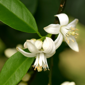 Orange Blossom Absolute | Eden Botanicals