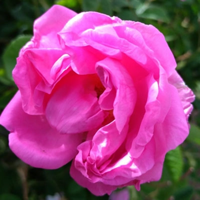 Rose Otto, Turkey EO | Eden Botanicals