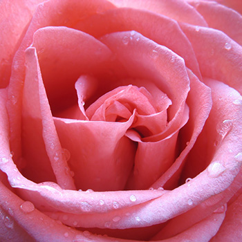 Rose Absolute, Bulgaria - 10% Sample (1 ml) | Eden Botanicals