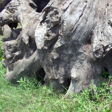 Siam Wood EO | Eden Botanicals