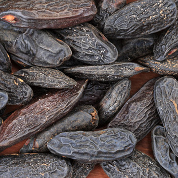 Tonka Bean Absolute - 20% | Eden Botanicals