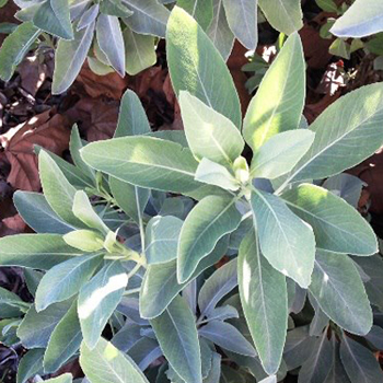 White Sage EO (20% Off) | Eden Botanicals