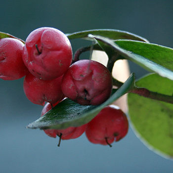 Wintergreen - Organic EO | Eden Botanicals