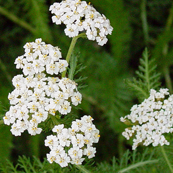 Yarrow, Blue - Organic (High Chamazulene) | Eden Botanicals